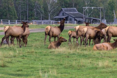 Small-Scale Domestic Elk Ranching – Mother Earth News